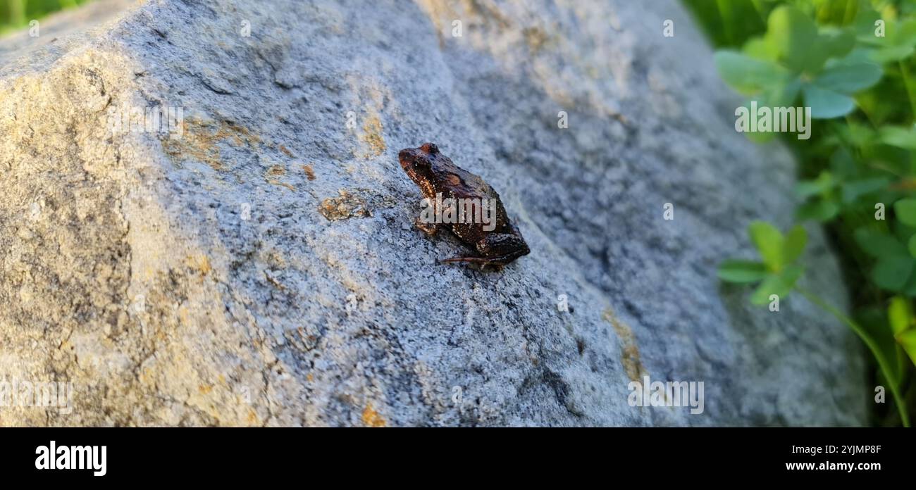 Common Eastern Froglet (Crinia signifera Stock Photo - Alamy