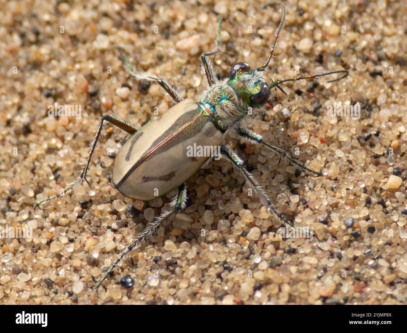 Sandy Tiger Beetle (Cicindela limbata Stock Photo - Alamy