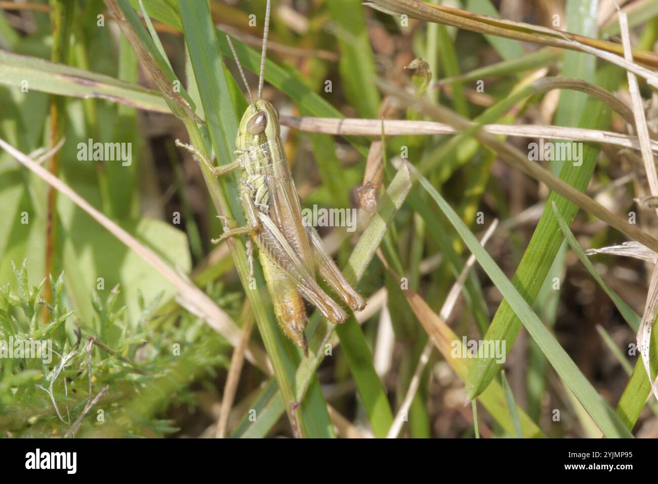 Common Straw Grasshopper (Euchorthippus declivus Stock Photo - Alamy