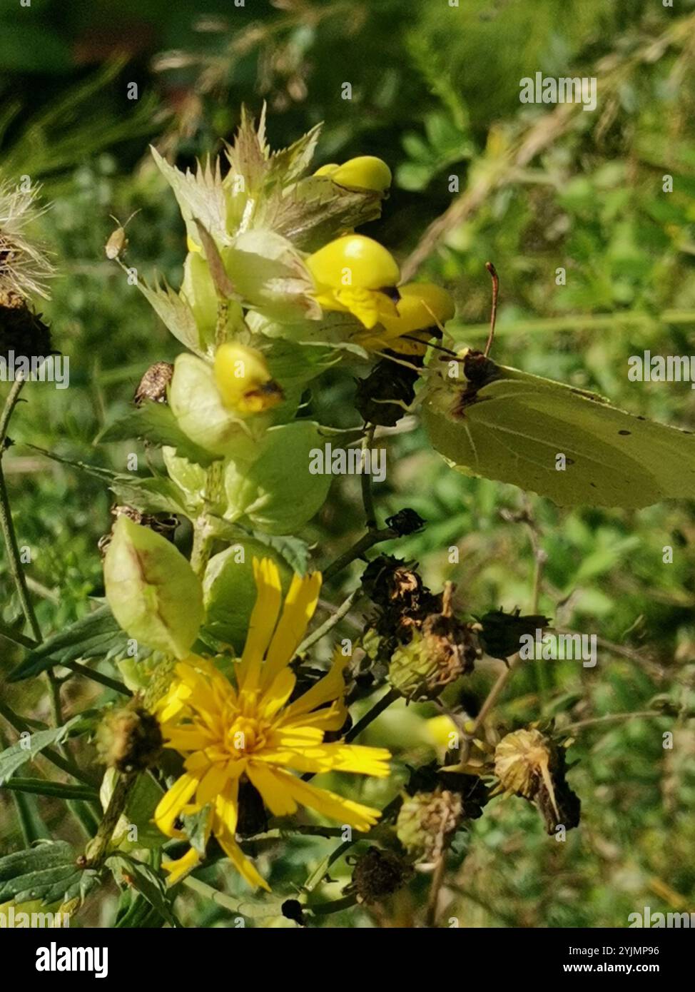 Greater Yellow-rattle (Rhinanthus serotinus Stock Photo - Alamy