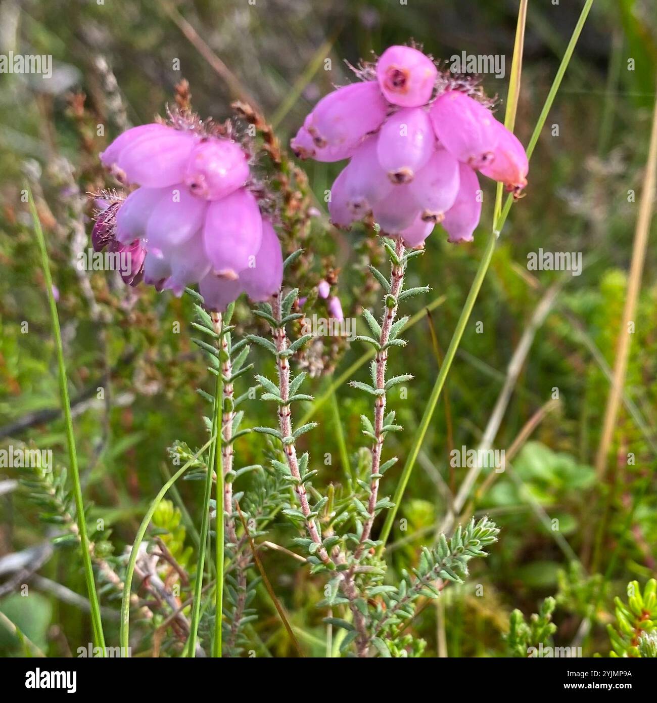 Cross-leaved Heath (Erica tetralix Stock Photo - Alamy