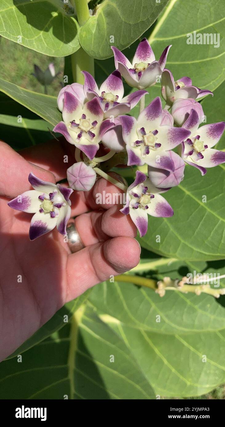 giant milkweed (Calotropis procera Stock Photo - Alamy
