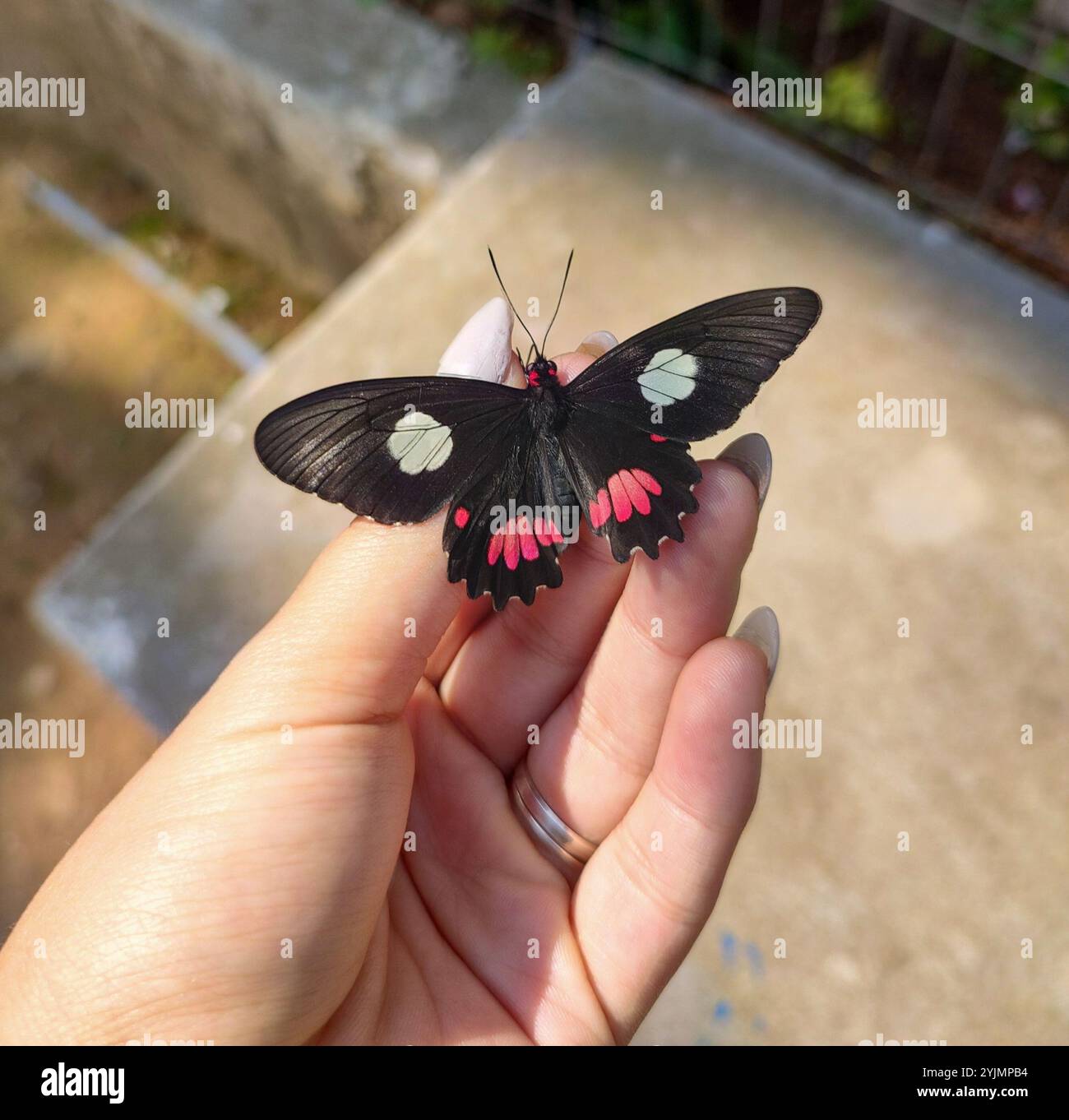 (Parides anchises nephalion Stock Photo - Alamy