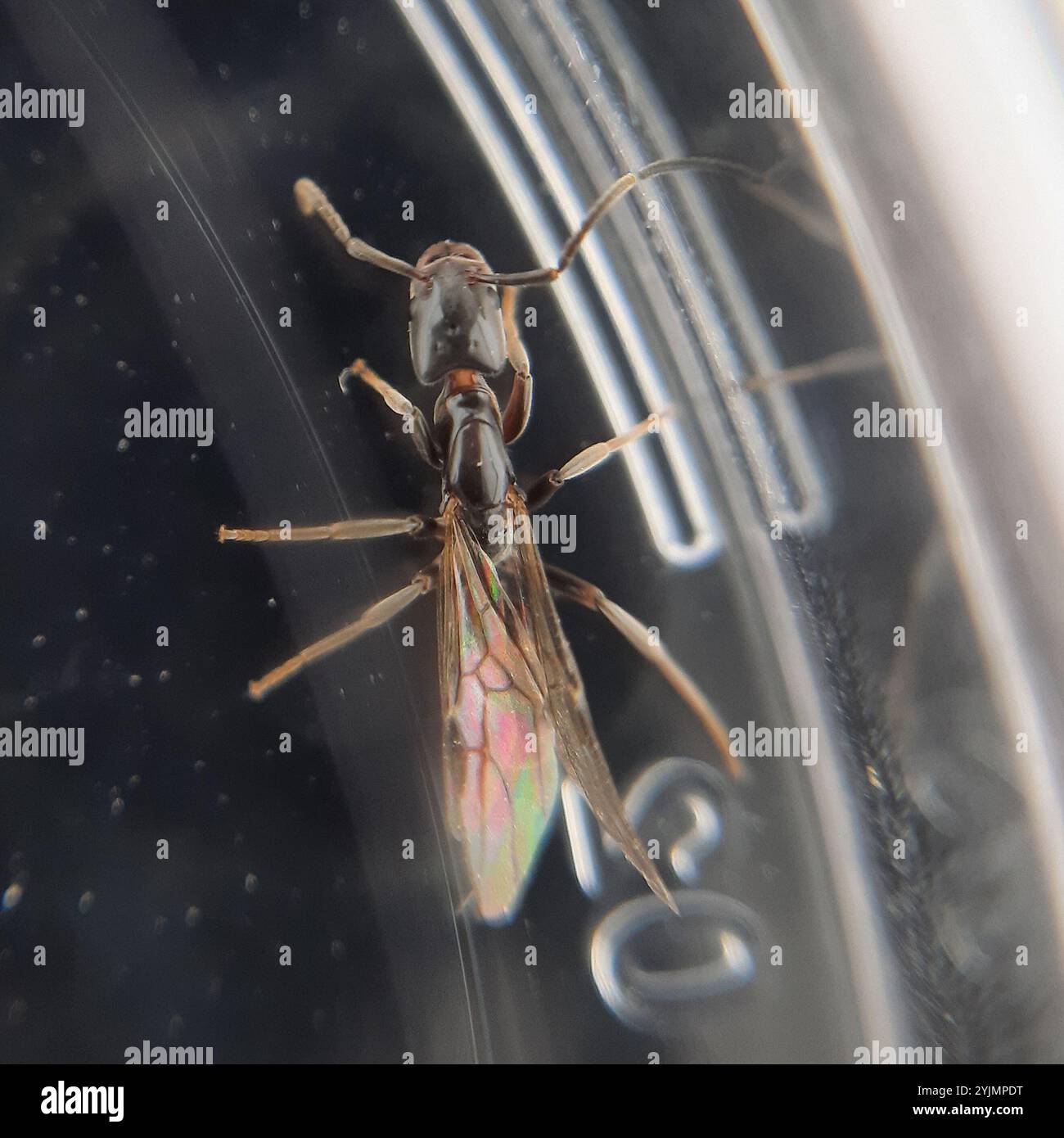 Azteca ants hi-res stock photography and images - Alamy