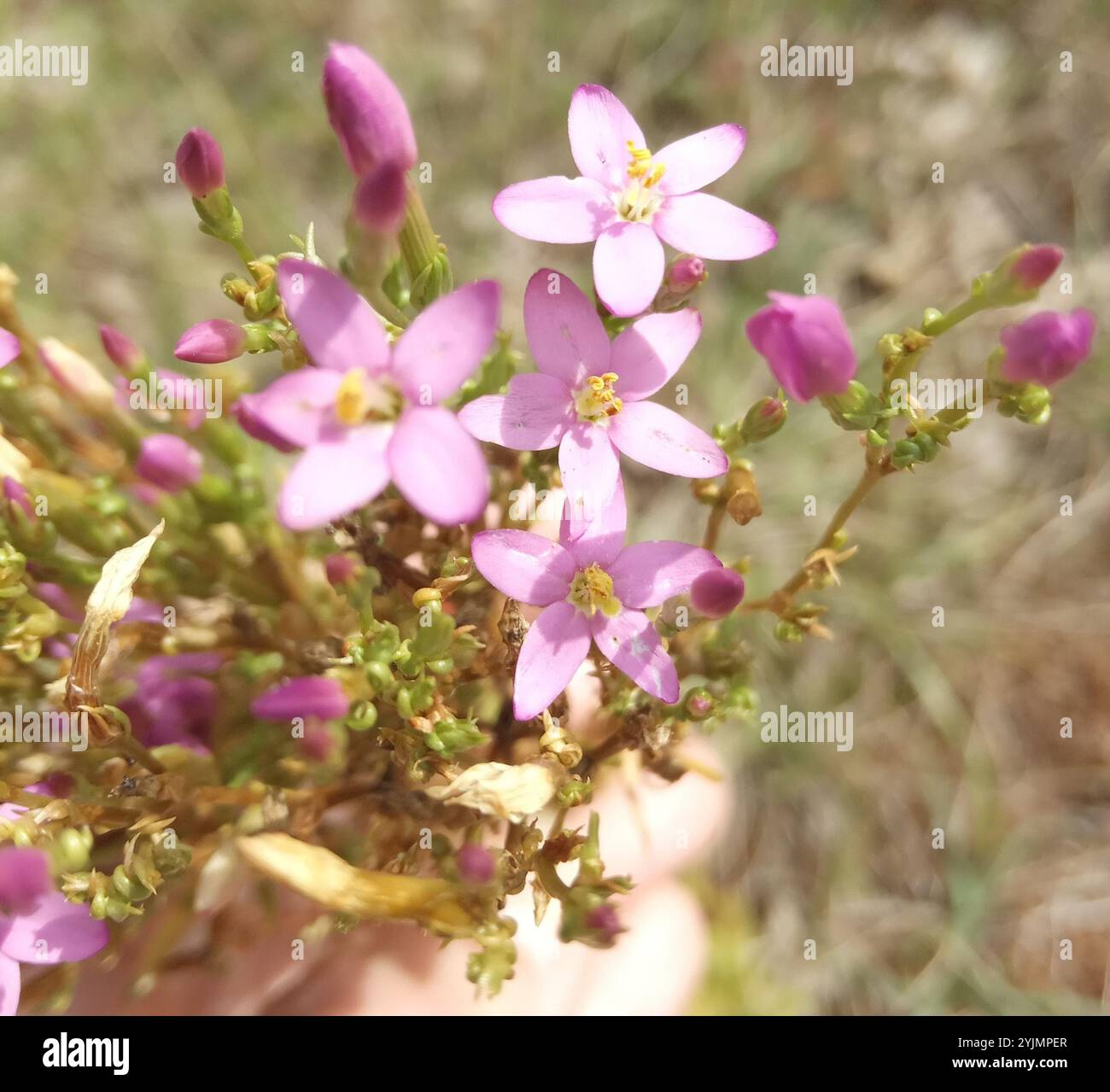Common centaury (Centaurium erythraea Stock Photo - Alamy