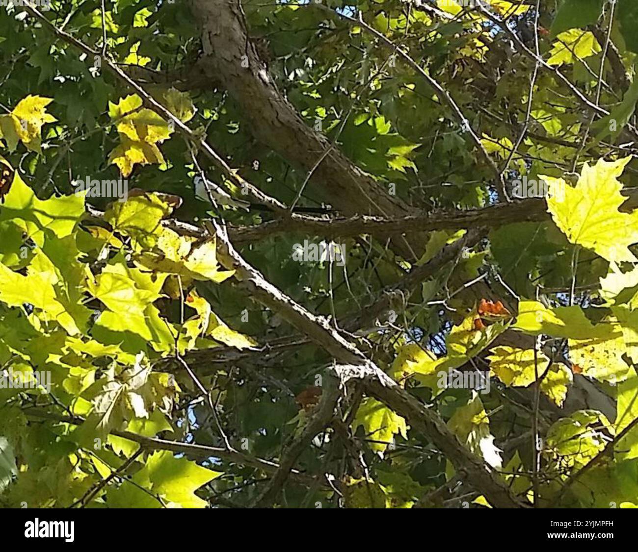Pin-tailed Whydah (Vidua macroura Stock Photo - Alamy
