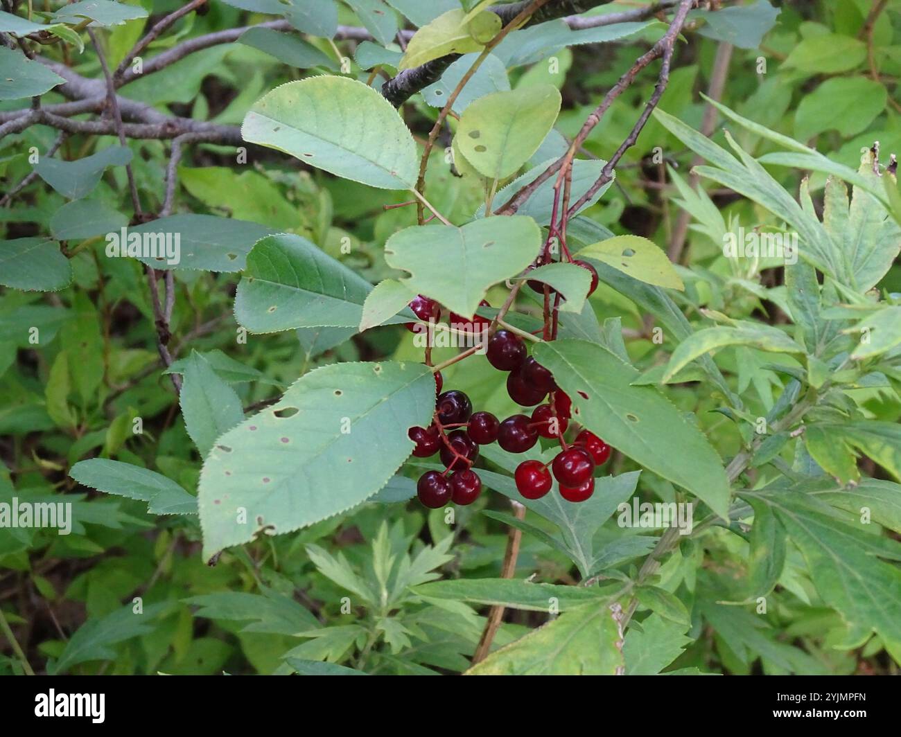 chokecherry (Prunus virginiana Stock Photo - Alamy