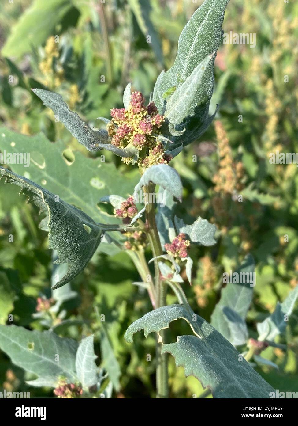 Common Orache (Atriplex patula Stock Photo - Alamy