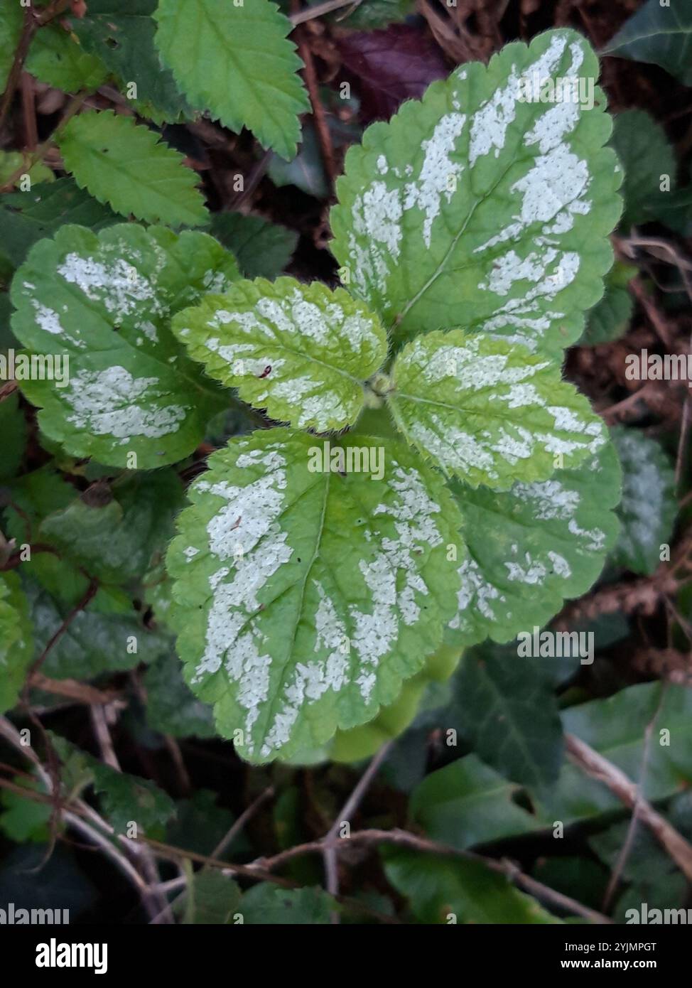 Variegated Yellow Archangel (Lamium galeobdolon argentatum Stock Photo ...