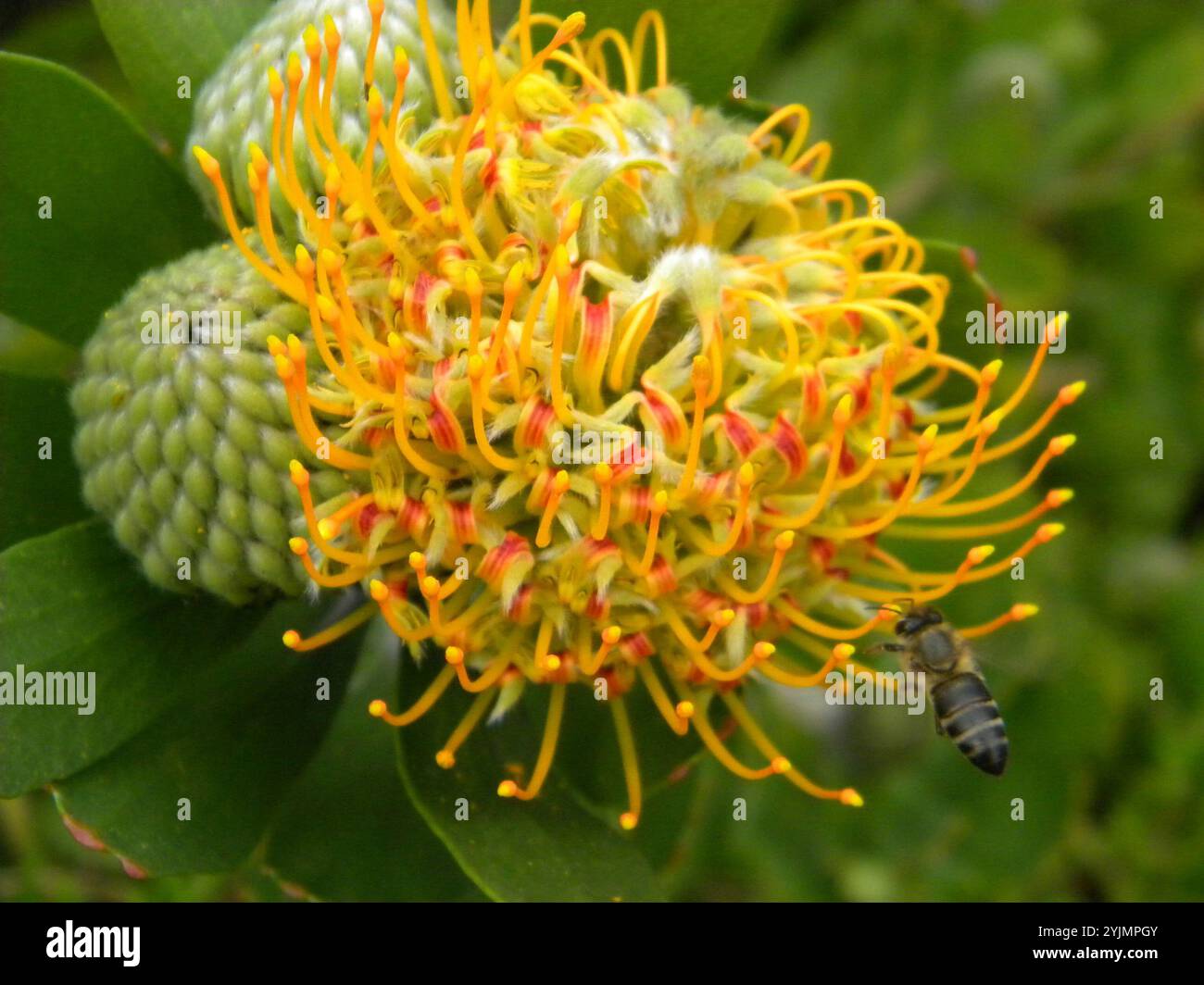 Cape Honey Bee (Apis mellifera capensis Stock Photo - Alamy