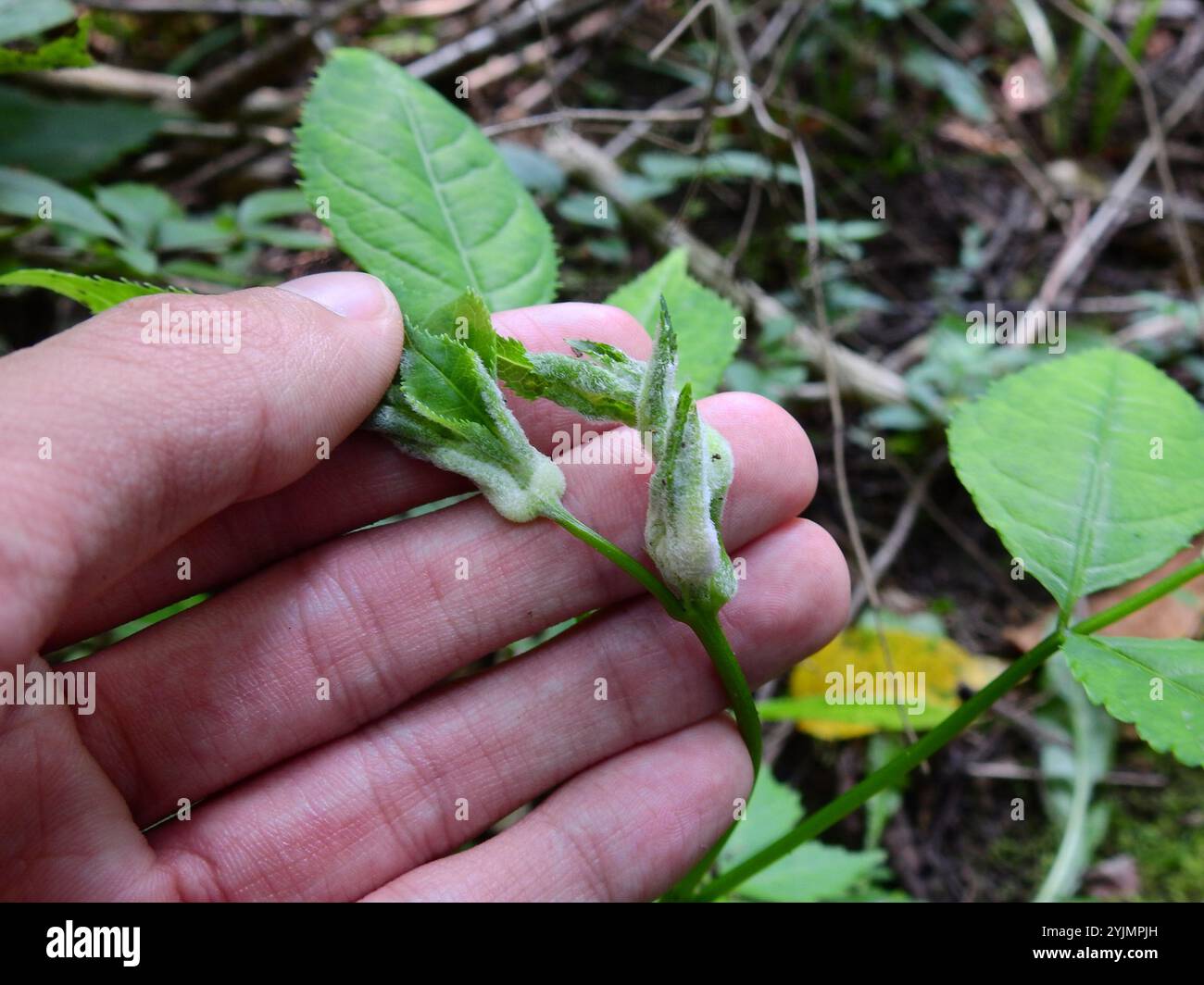 Sambuci hi-res stock photography and images - Alamy