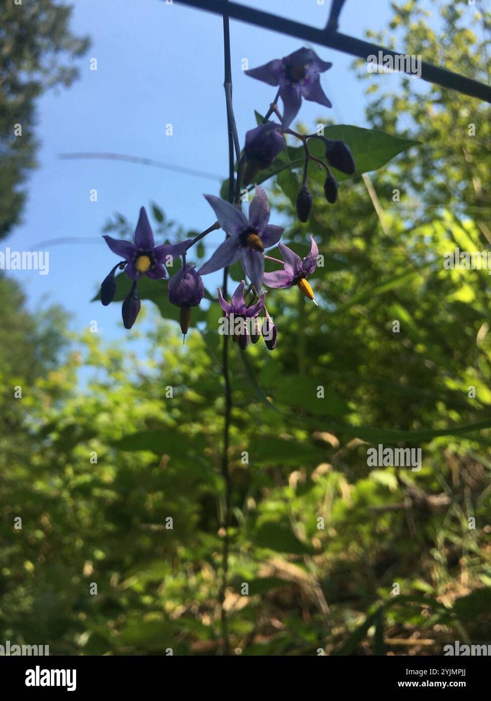 bittersweet nightshade (Solanum dulcamara Stock Photo - Alamy
