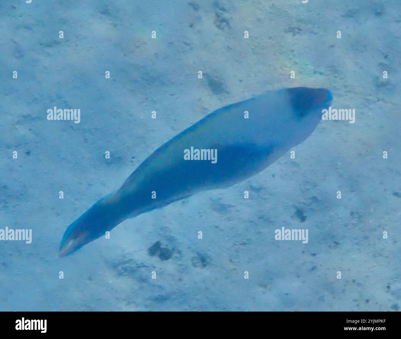 Palenose Parrotfish (Scarus psittacus Stock Photo - Alamy