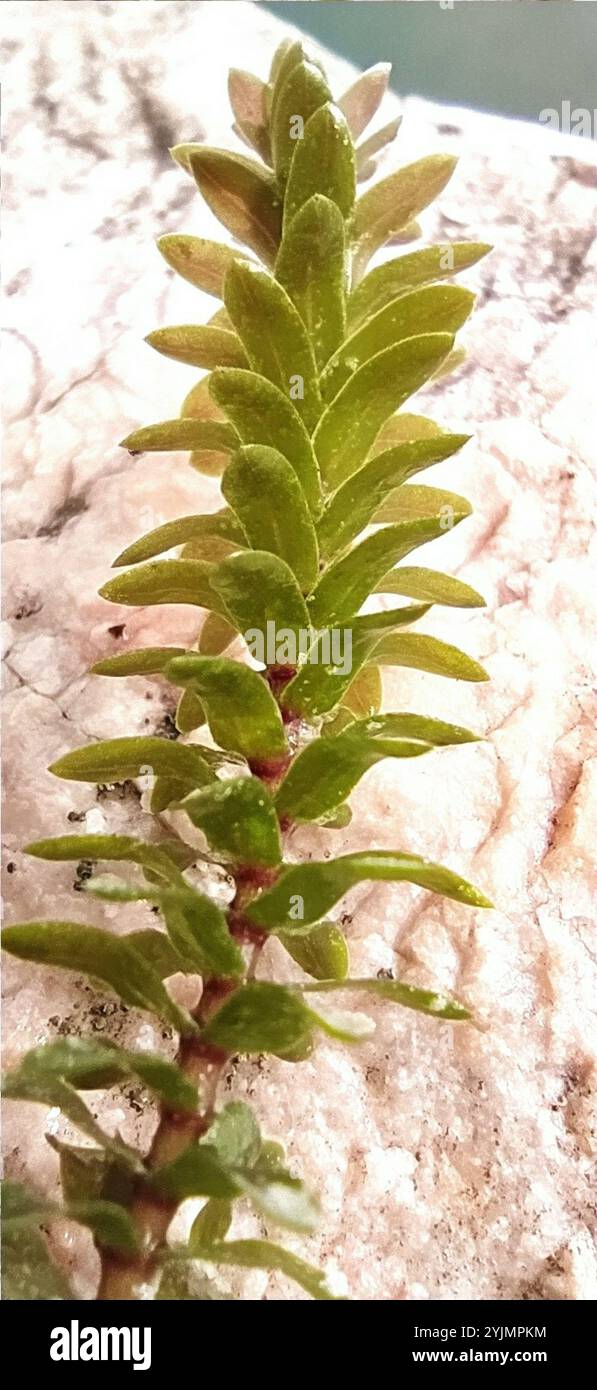 Canadian Waterweed (Elodea canadensis Stock Photo - Alamy