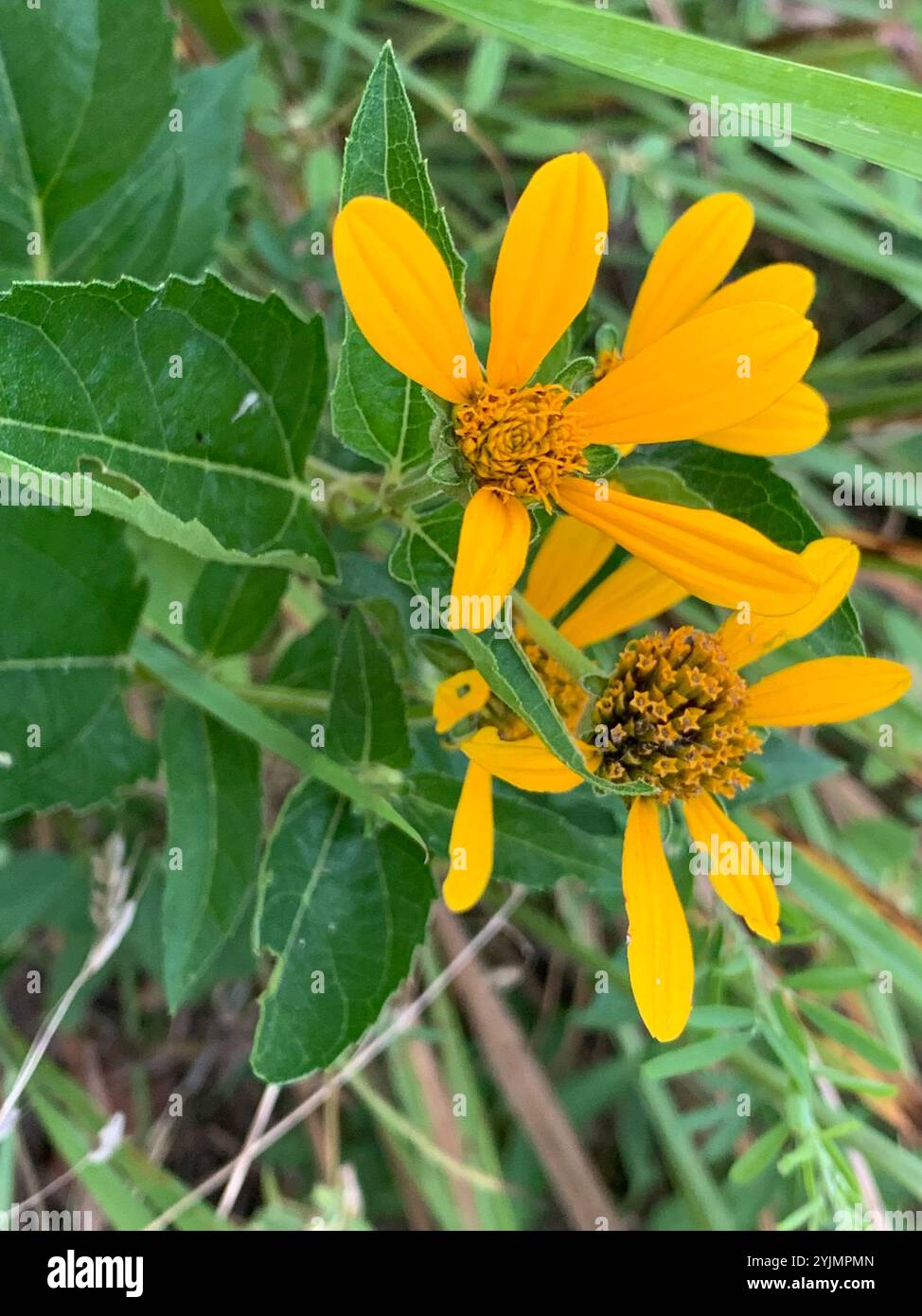false sunflower (Heliopsis helianthoides Stock Photo - Alamy