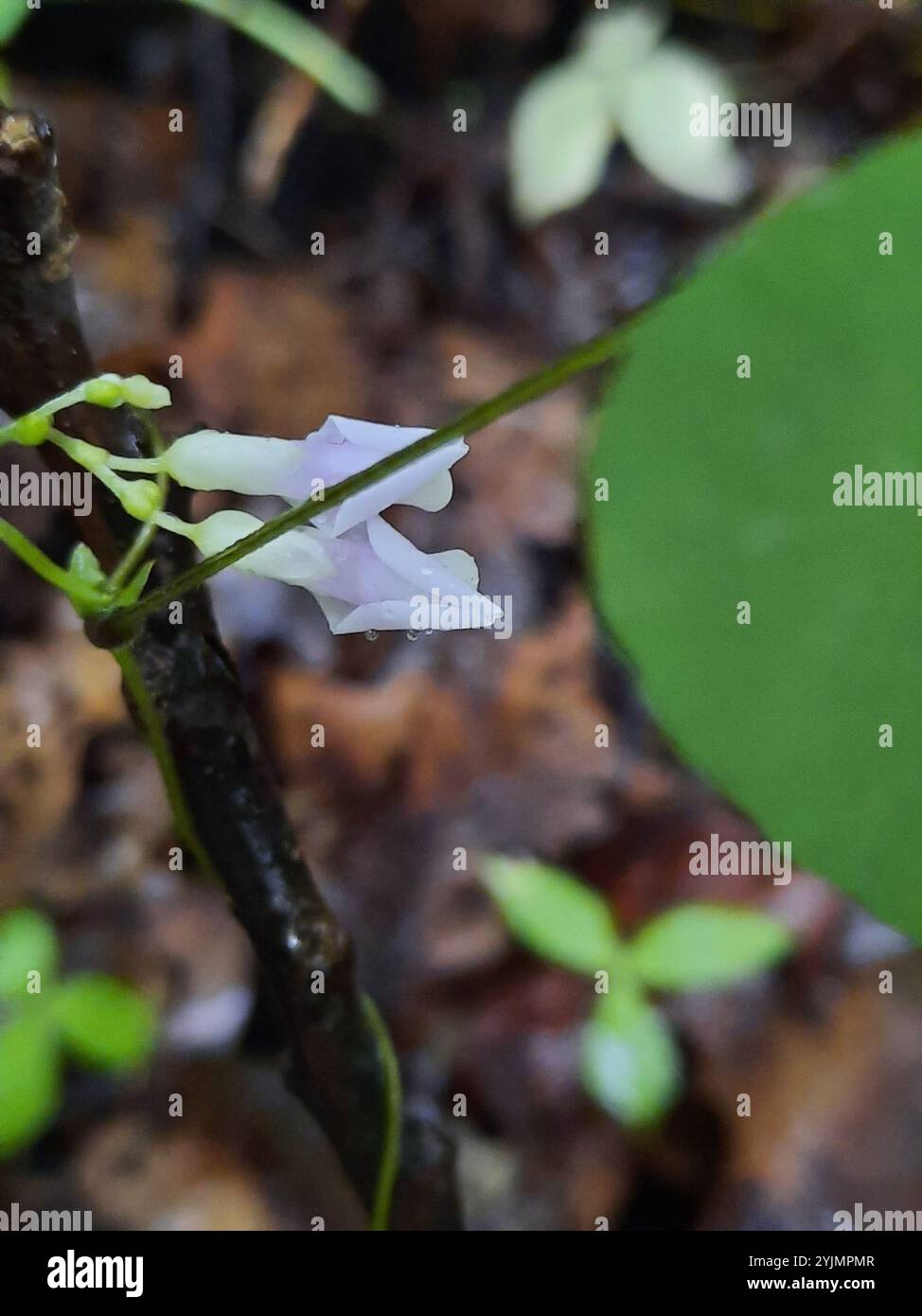 American hog-peanut (Amphicarpaea bracteata Stock Photo - Alamy