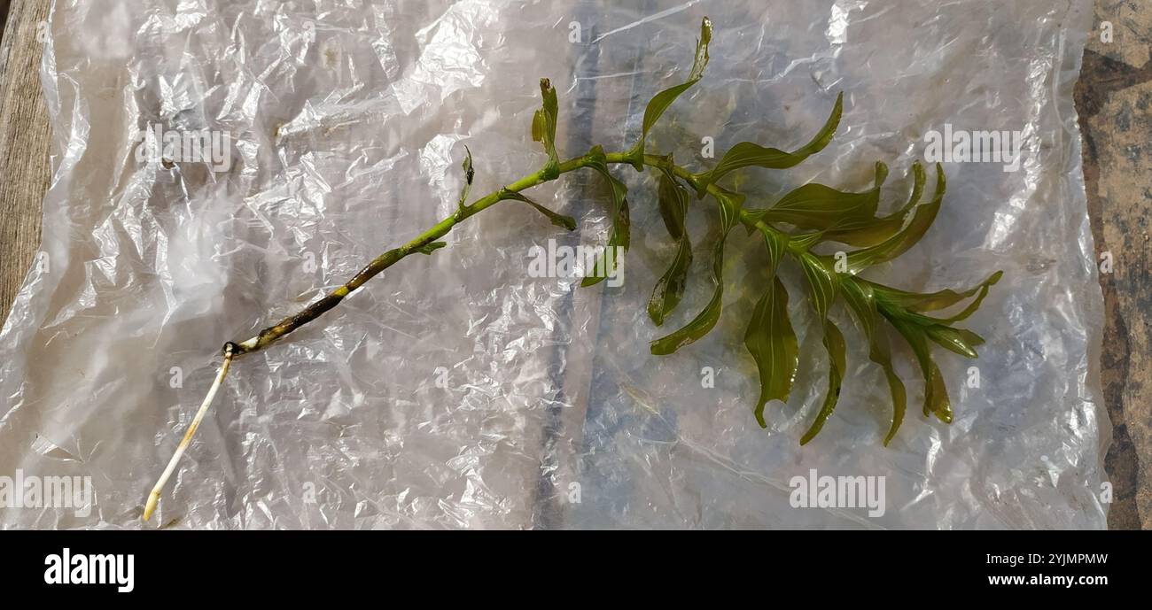 Perfoliate Pondweed (Potamogeton perfoliatus Stock Photo - Alamy