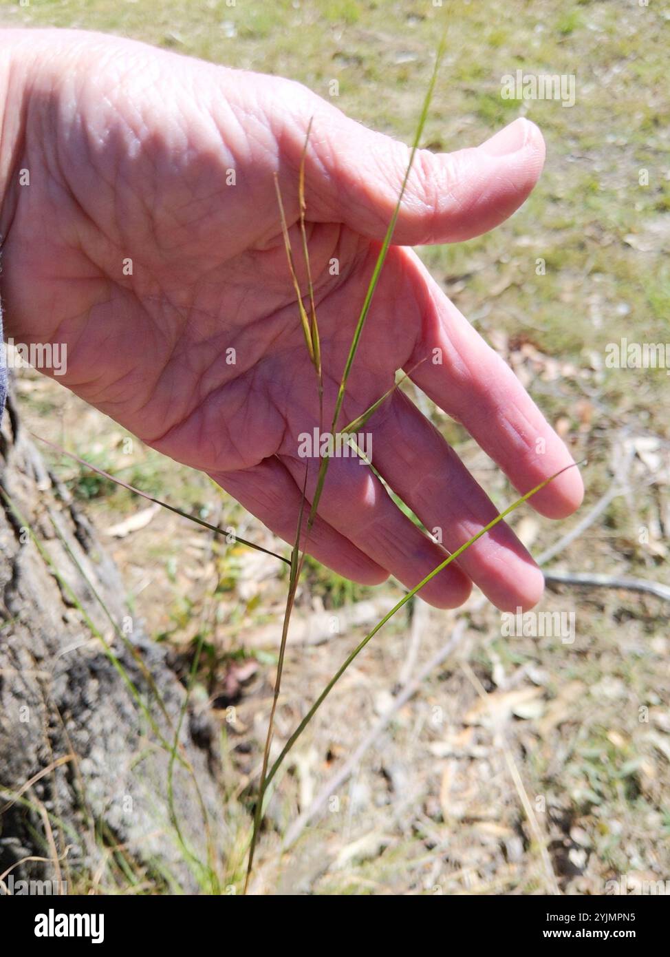 Themeda triandra hi-res stock photography and images - Alamy