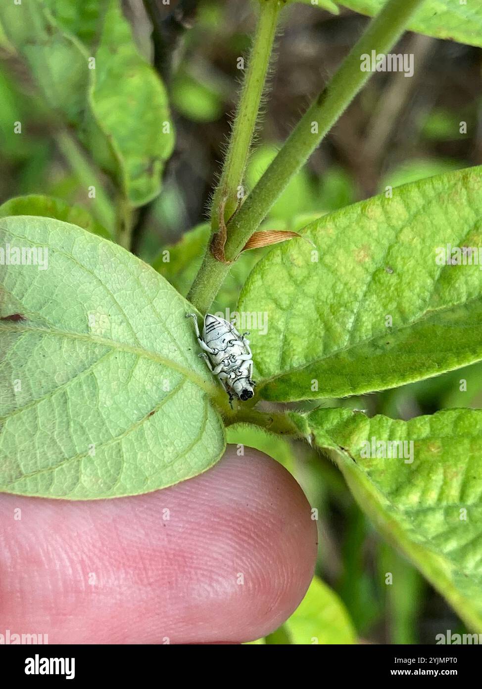 Little Leaf Notcher (Artipus floridanus Stock Photo - Alamy