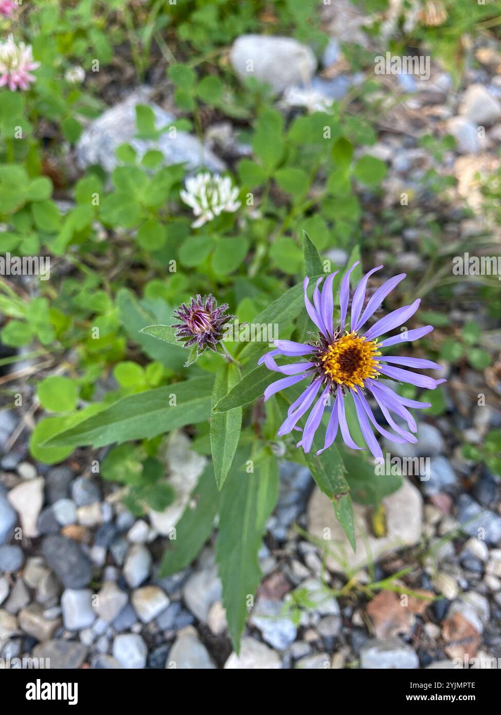 wood asters (Eurybia Stock Photo - Alamy