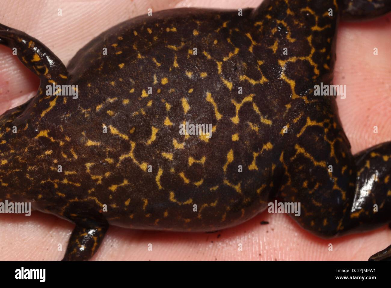 Cape Platanna (Xenopus gilli Stock Photo - Alamy
