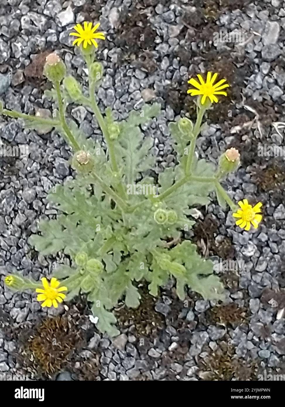 Sticky Groundsel (Senecio viscosus Stock Photo - Alamy