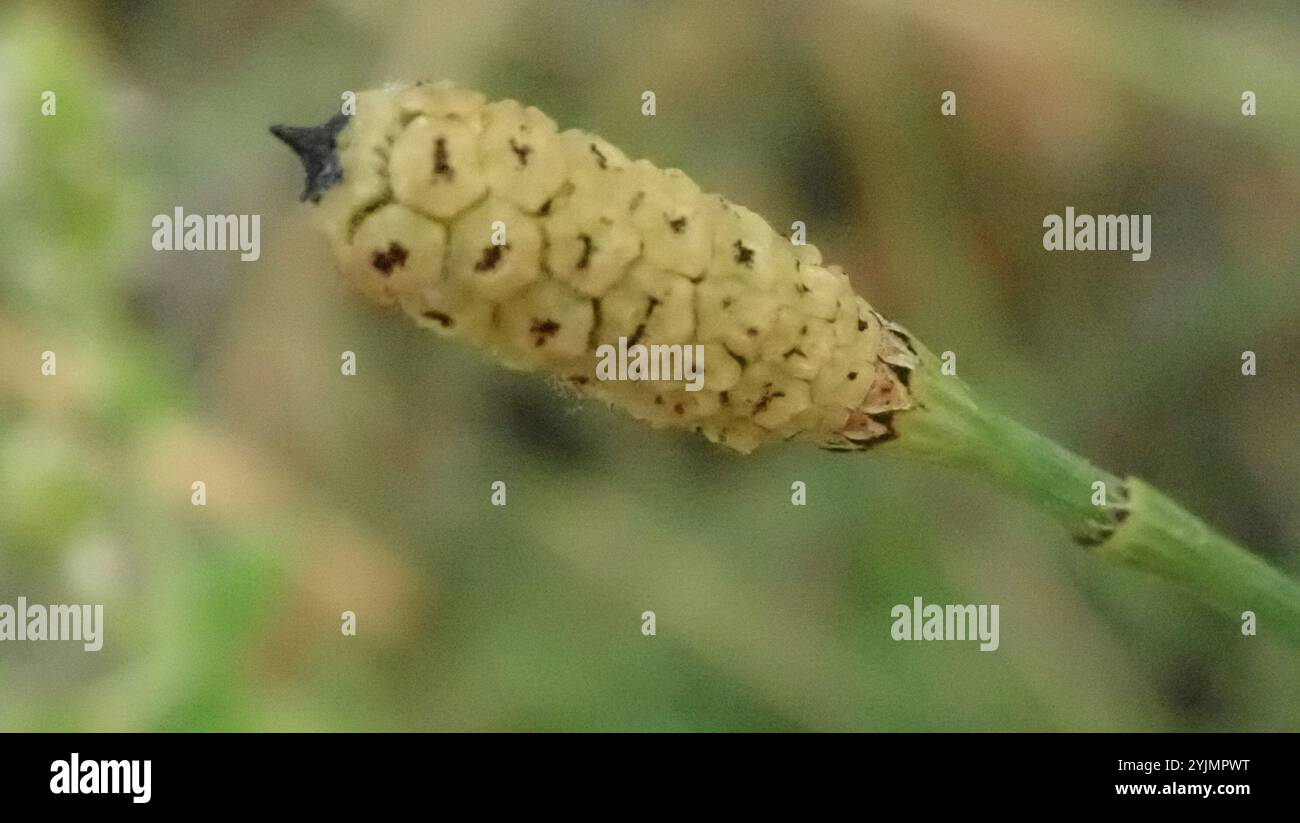 Branched horsetail hi-res stock photography and images - Alamy