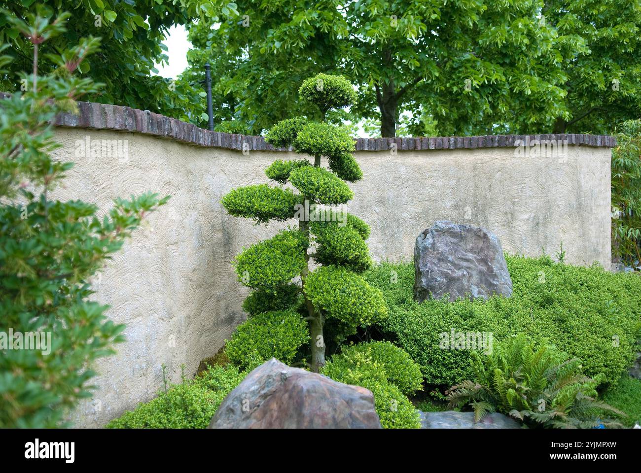 Ilex holly topiary tree hi-res stock photography and images - Alamy