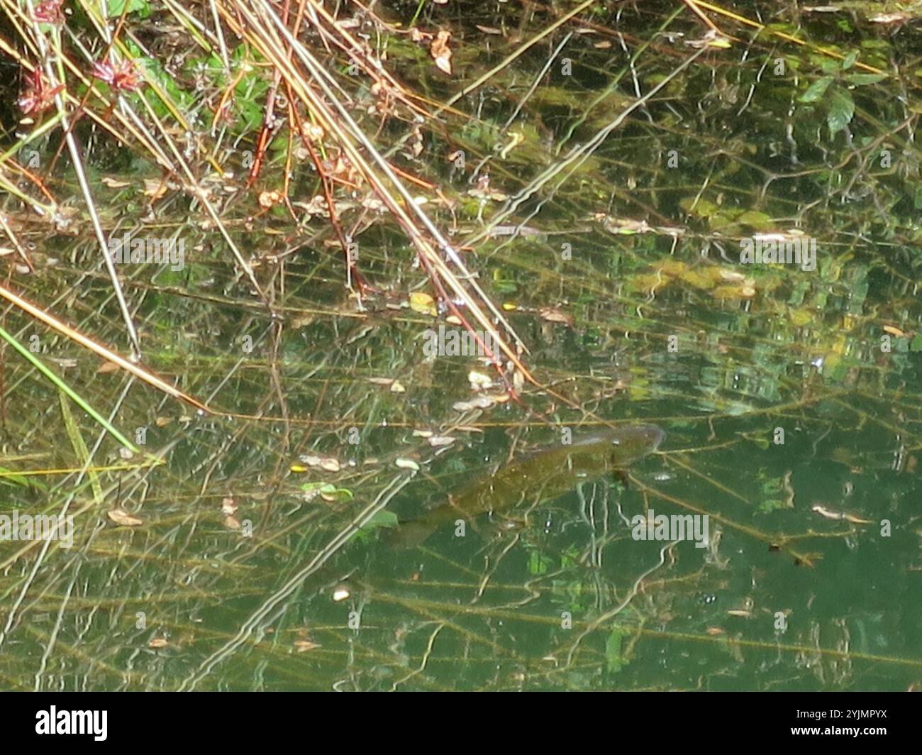 Ray-finned Fishes (Actinopterygii Stock Photo - Alamy