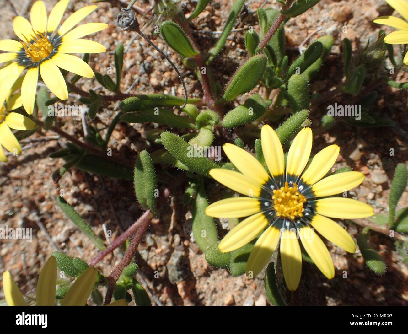 Beetle Daisy (Gorteria diffusa diffusa Stock Photo - Alamy