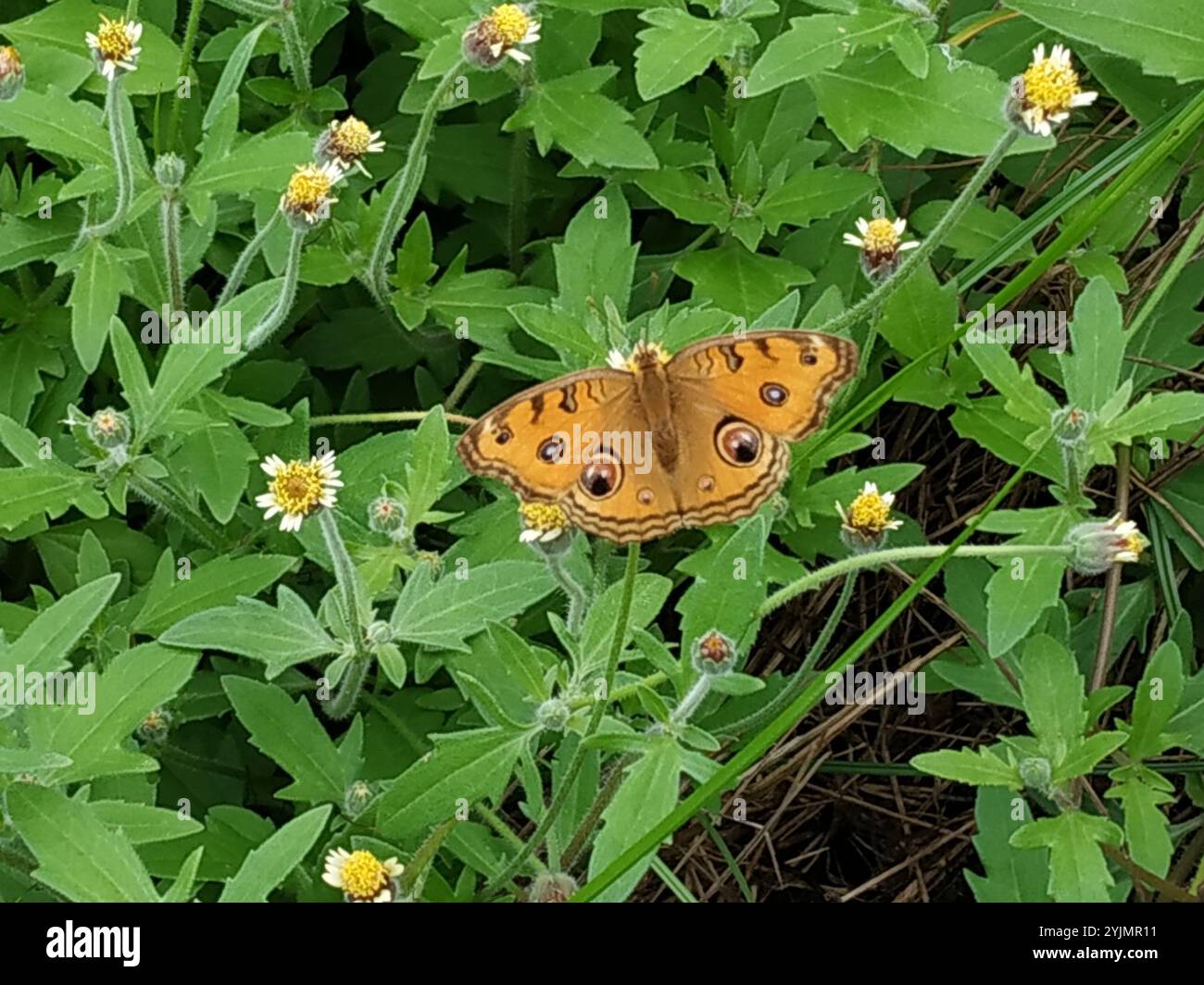 Peacock Pansy (Junonia almana Stock Photo - Alamy