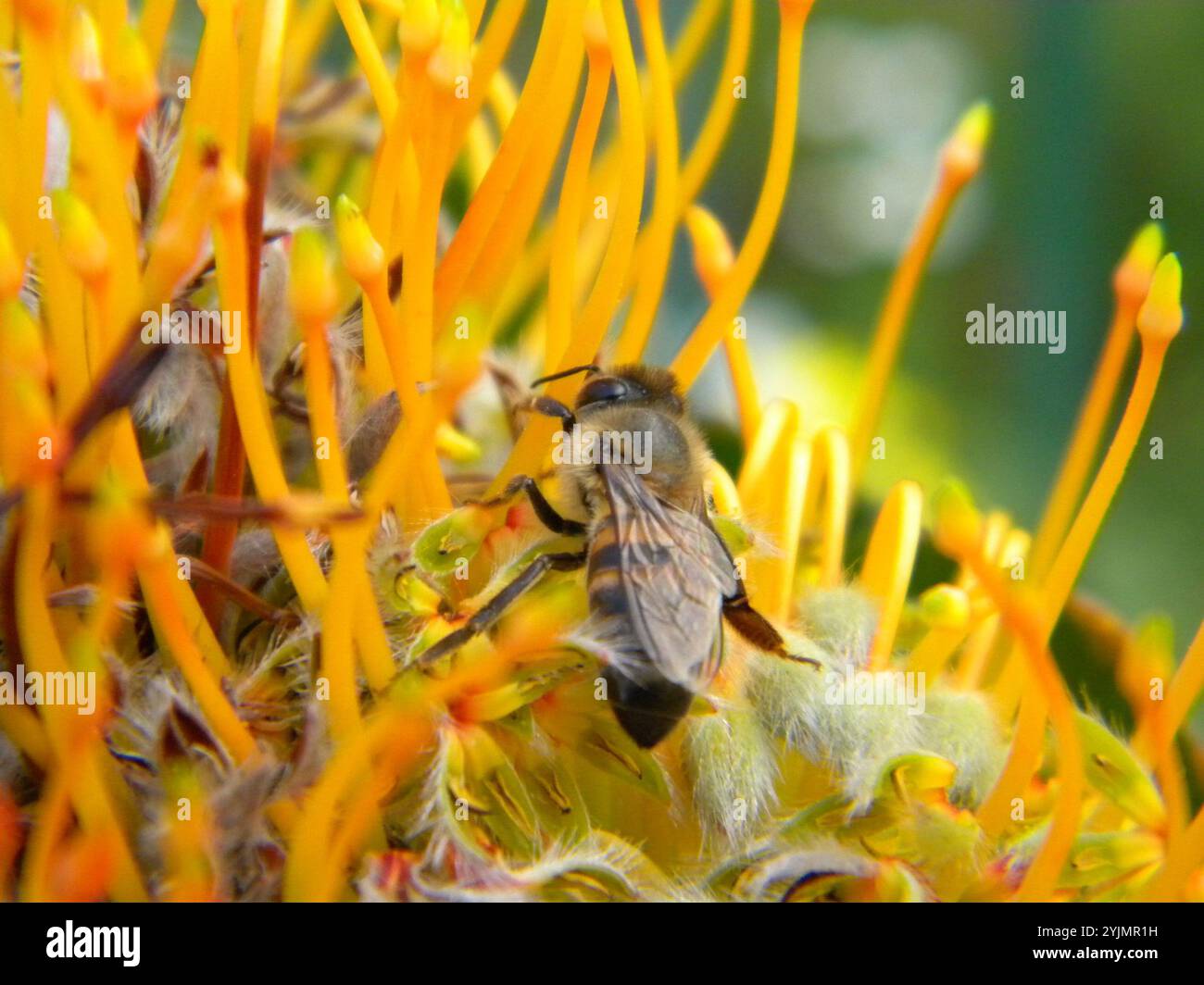 Cape Honey Bee (Apis mellifera capensis Stock Photo - Alamy
