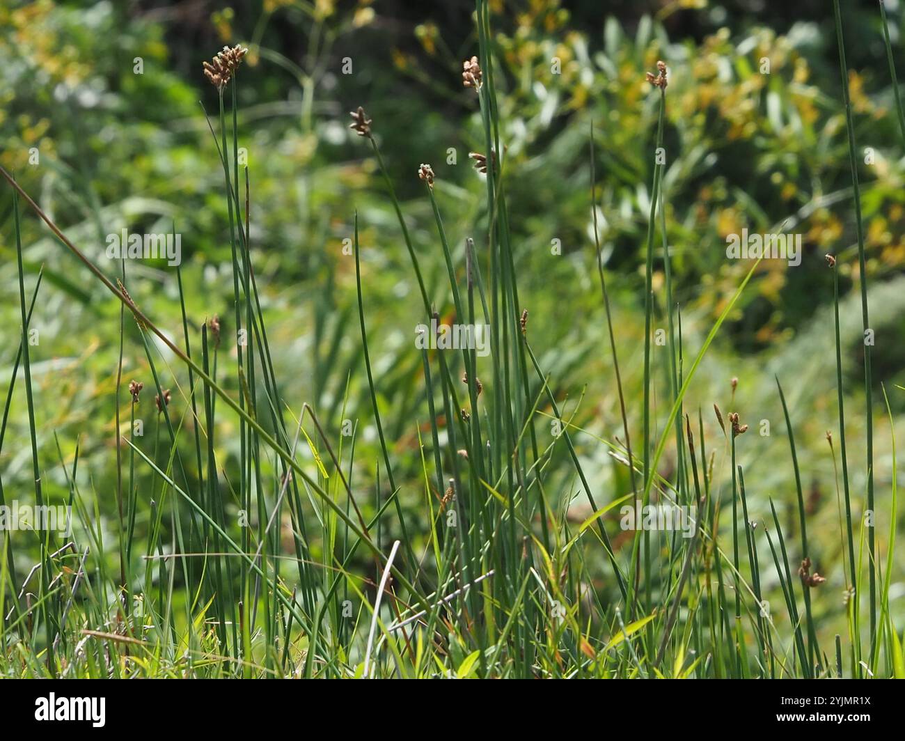soft-stemmed bulrush (Schoenoplectus tabernaemontani Stock Photo - Alamy