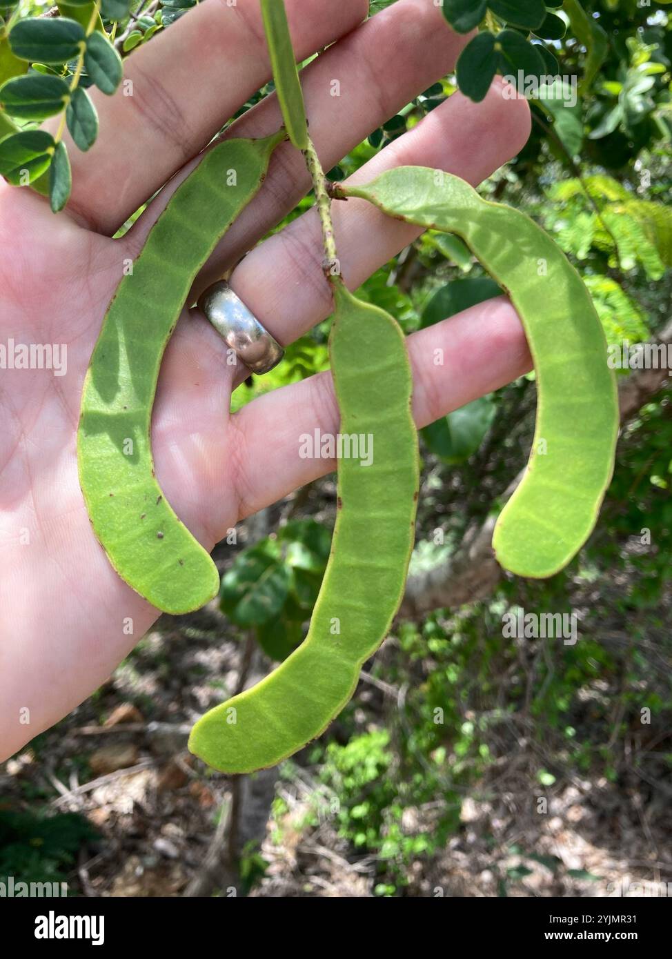 Surattensis hi-res stock photography and images - Alamy