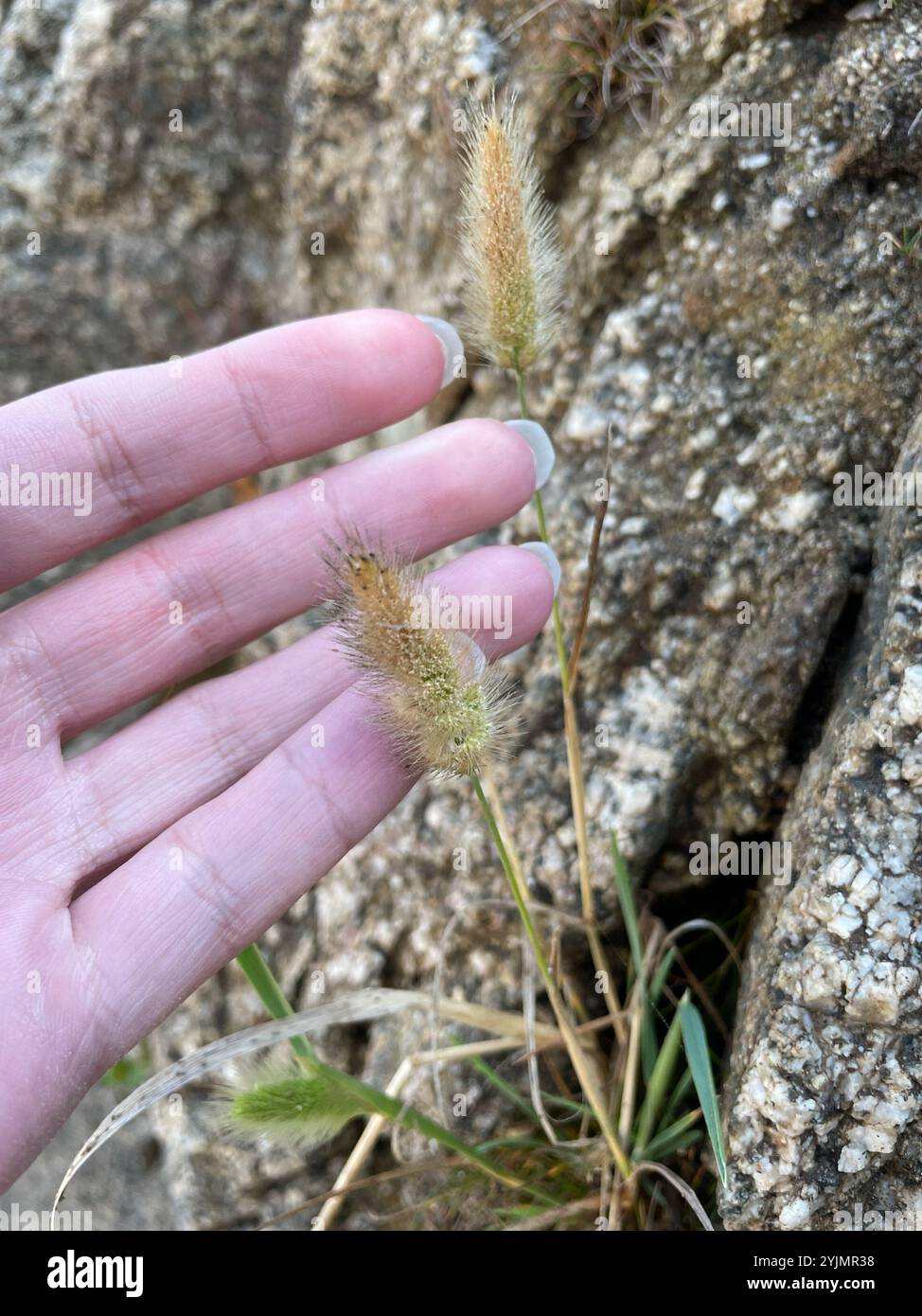 Polypogon monspeliensis hi-res stock photography and images - Alamy