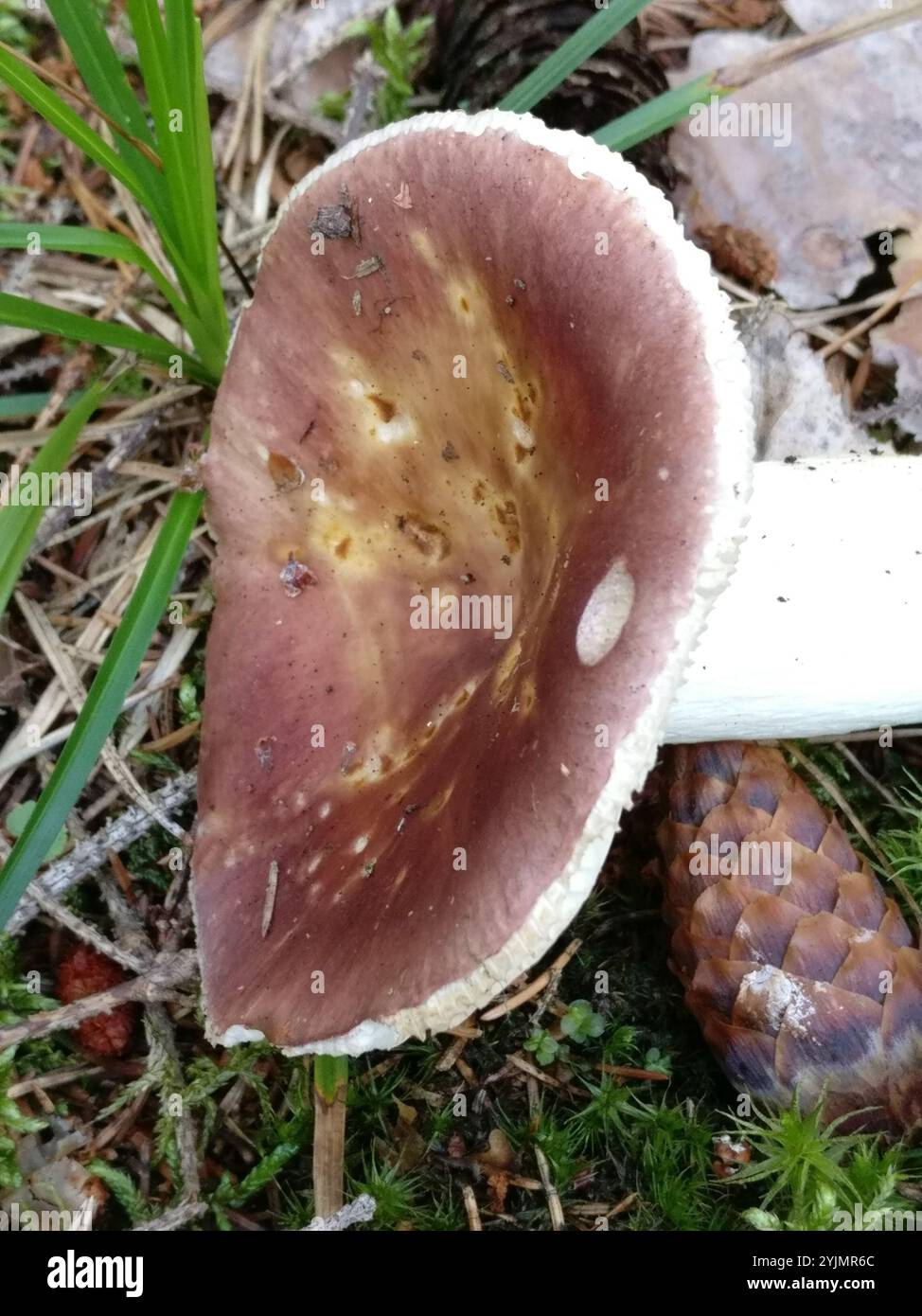 The Flirt (Russula vesca Stock Photo - Alamy