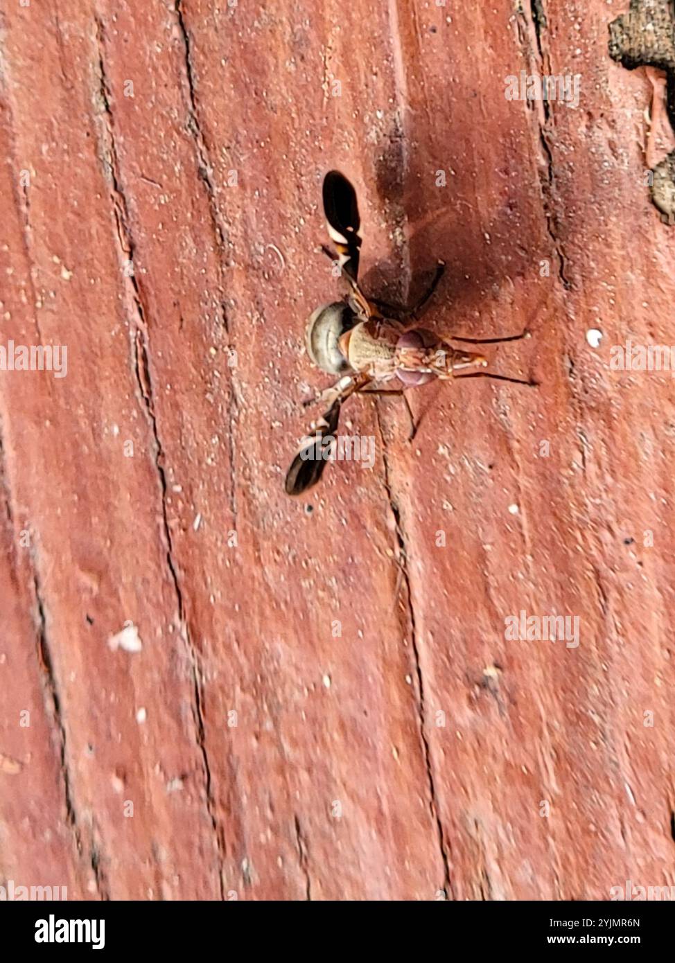 Common Picture-winged Fly (Delphinia picta Stock Photo - Alamy