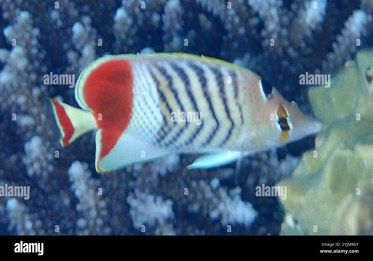 Crown Butterflyfish (Chaetodon paucifasciatus Stock Photo - Alamy