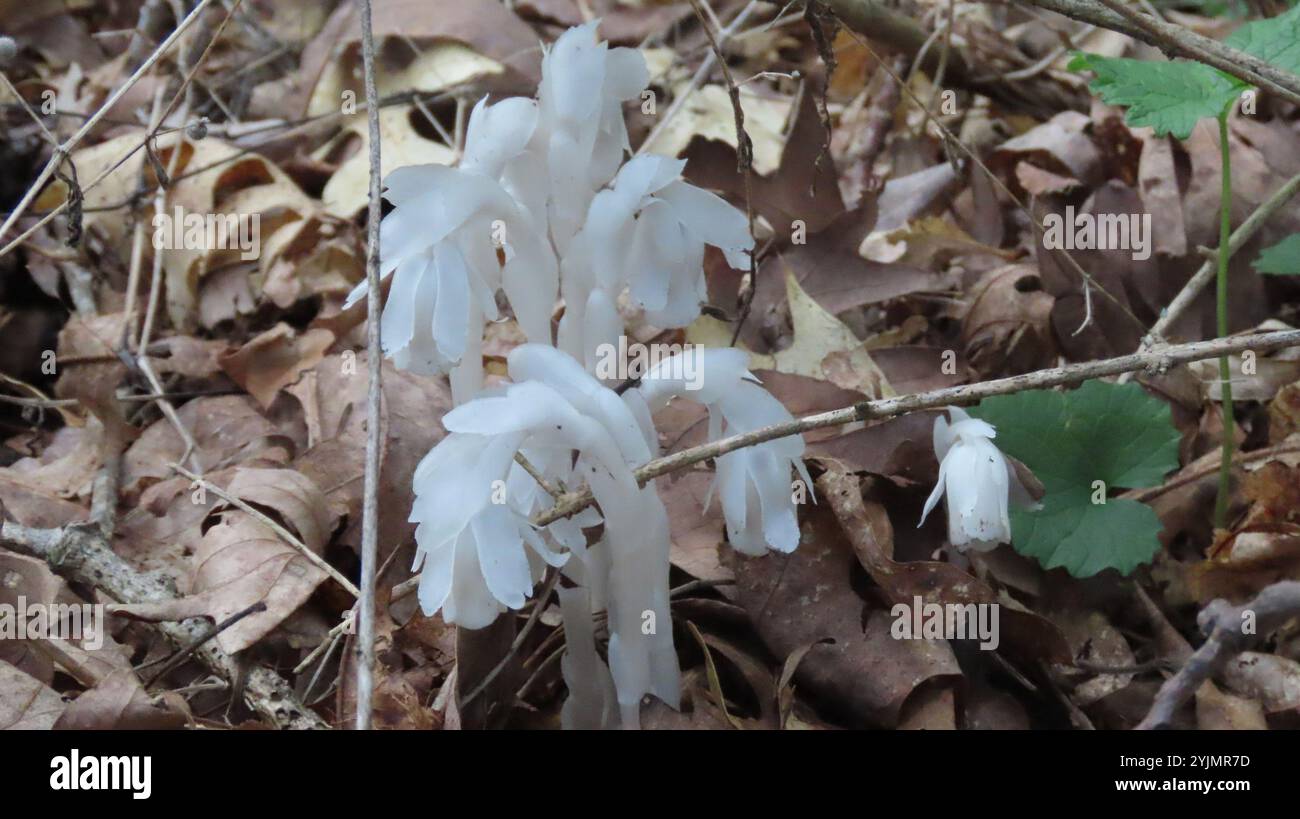 Ghost Pipe (Monotropa uniflora Stock Photo - Alamy