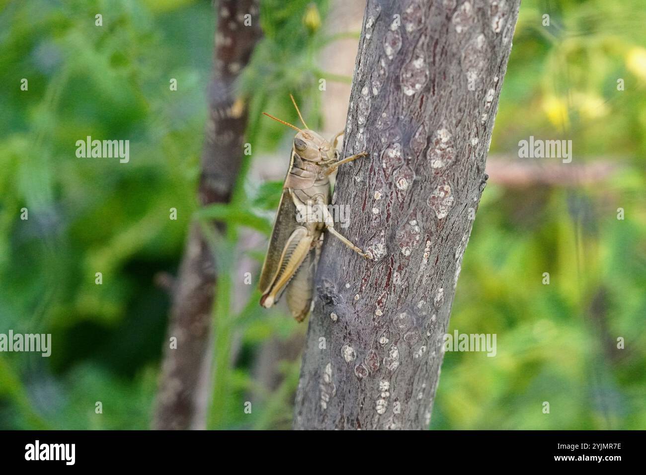 Two-striped Grasshopper (Melanoplus bivittatus Stock Photo - Alamy