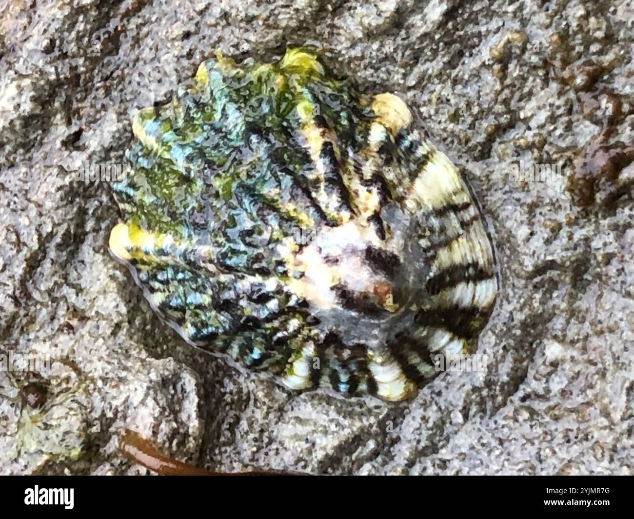 Southern Finger Limpet (Lottia austrodigitalis Stock Photo - Alamy