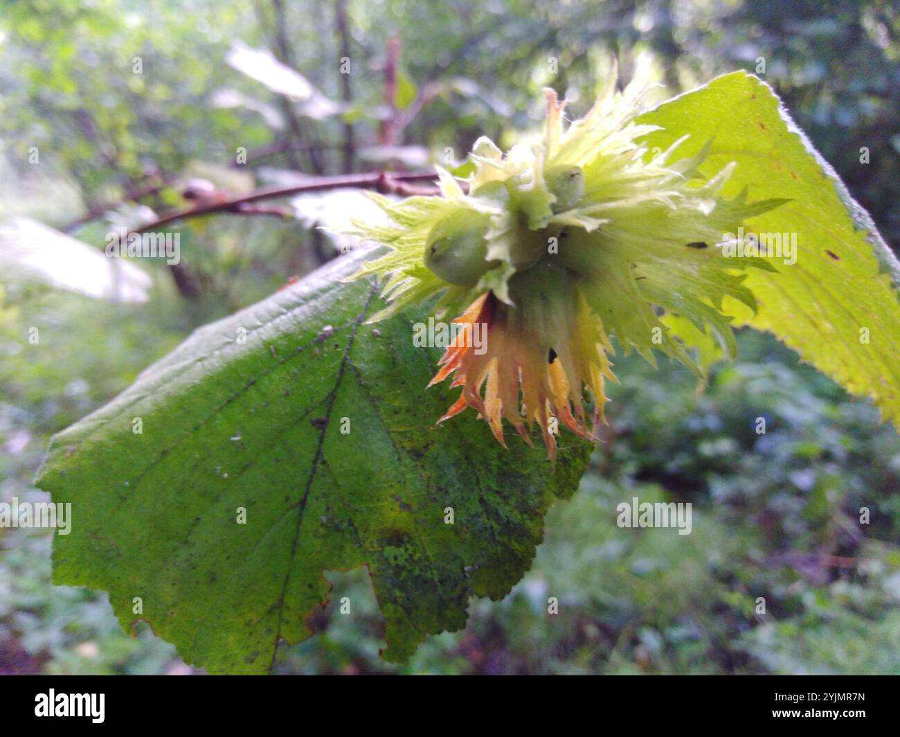 common hazel (Corylus avellana Stock Photo - Alamy