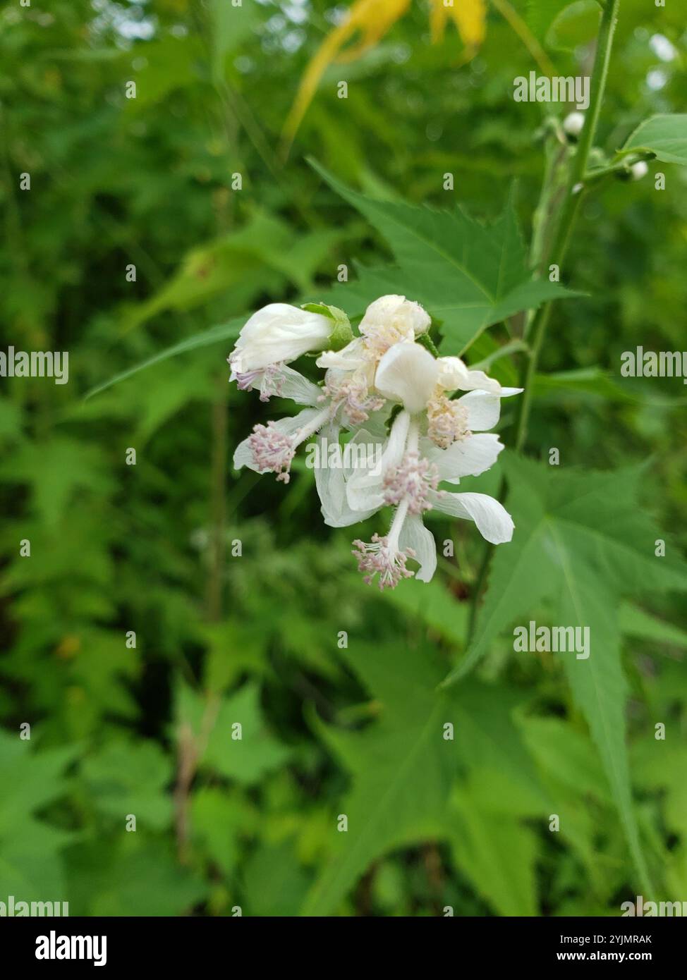 Virginia Mallow (Ripariosida hermaphrodita Stock Photo - Alamy