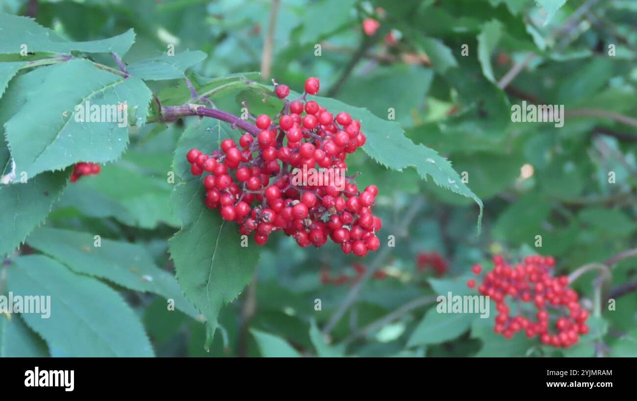 red-berried elder (Sambucus racemosa Stock Photo - Alamy