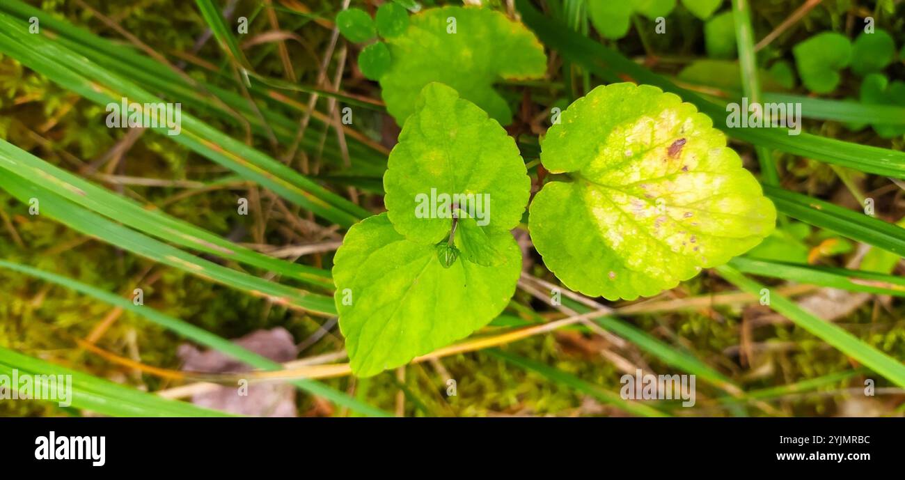 Broad-leaved Violet (Viola mirabilis Stock Photo - Alamy