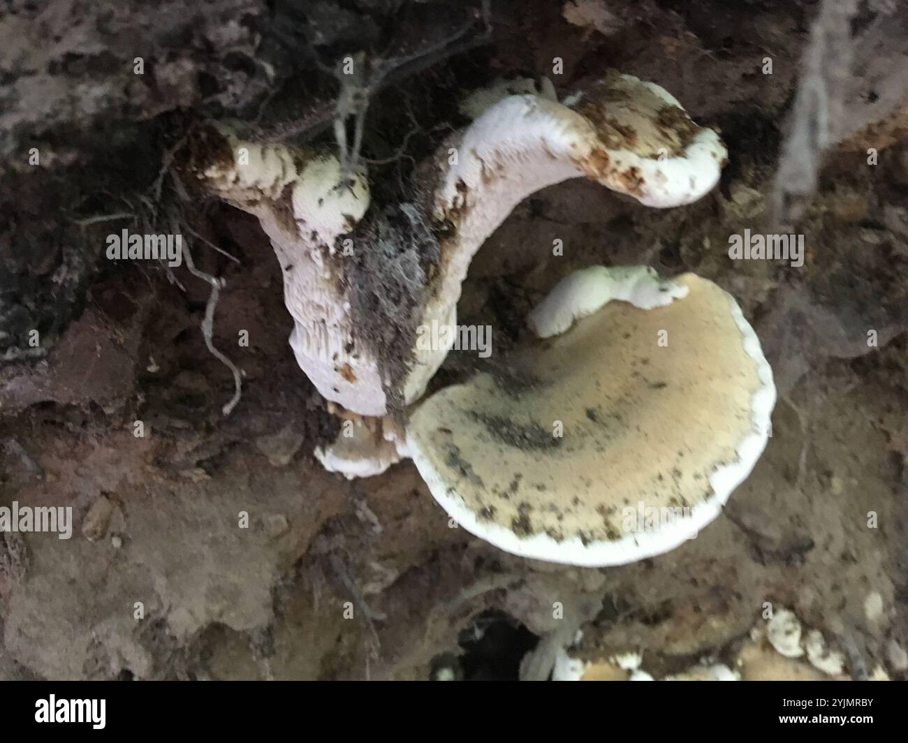 Bondarzewia berkeleyi hi-res stock photography and images - Alamy