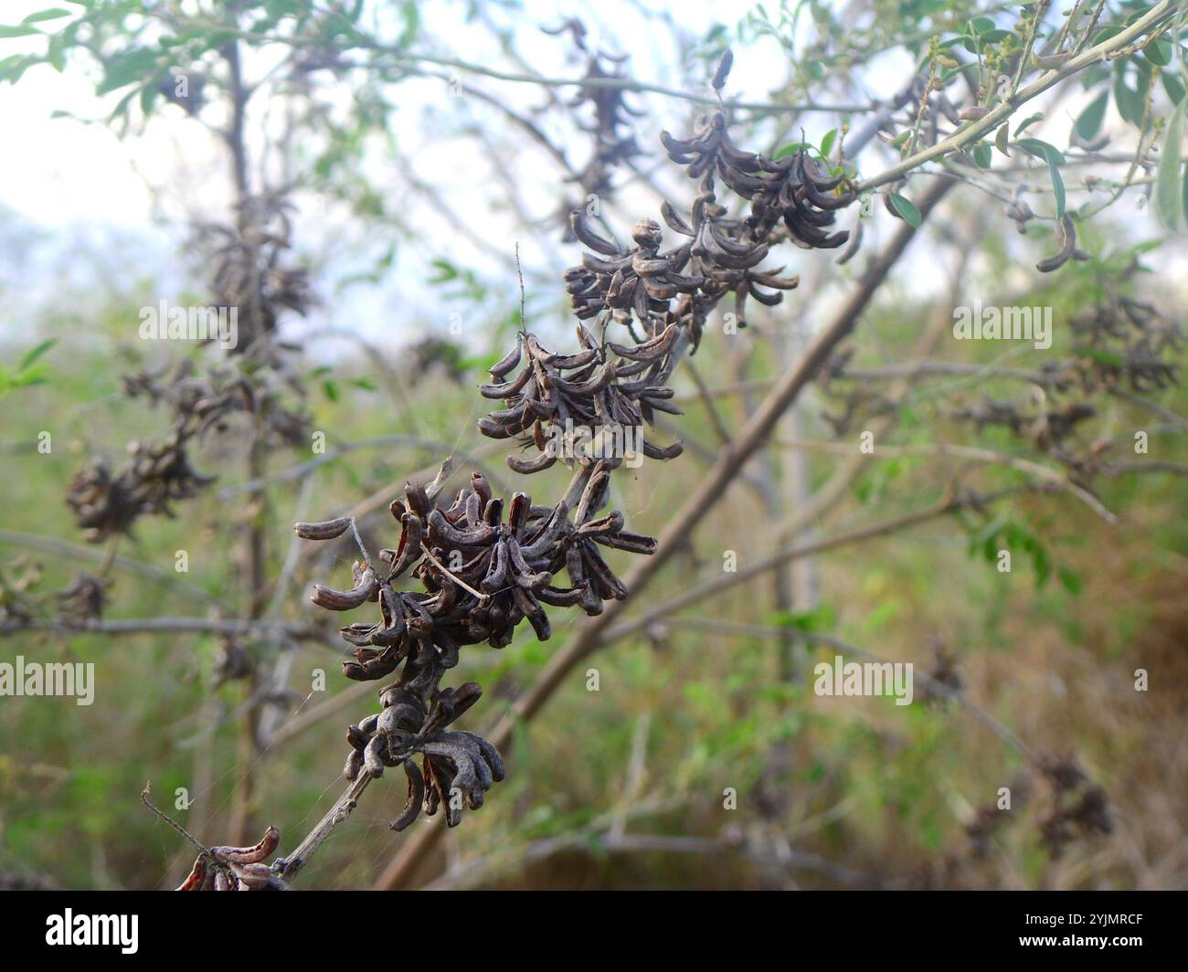 Shrubby Indigo (Indigofera suffruticosa Stock Photo - Alamy