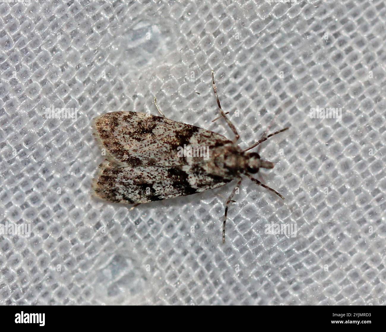 Double-striped Scoparia Moth (Scoparia biplagialis Stock Photo - Alamy