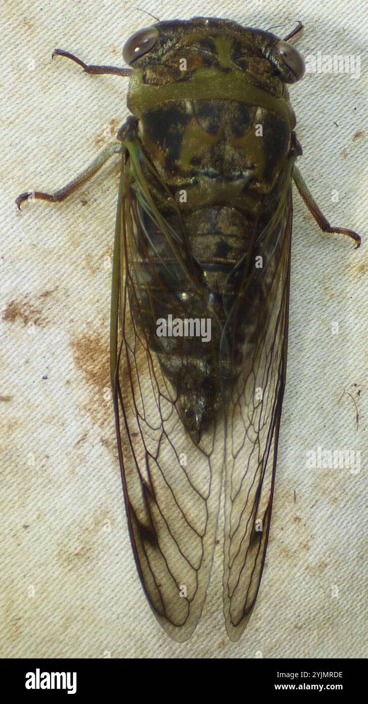 Neotibicen davisi hi-res stock photography and images - Alamy