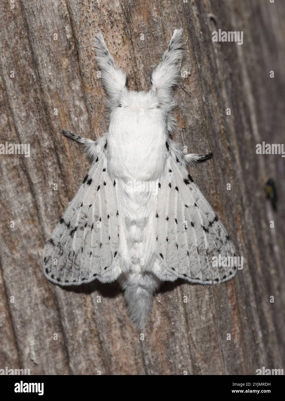 Dot-lined White (Artace cribrarius Stock Photo - Alamy